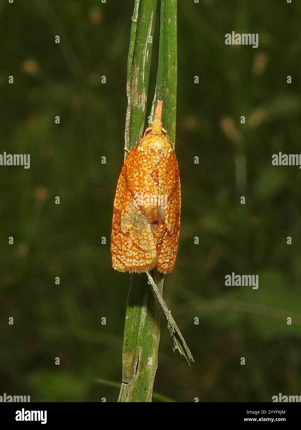 Reticulated Fruitworm Moth (Cenopis reticulatana Stock Photo - Alamy