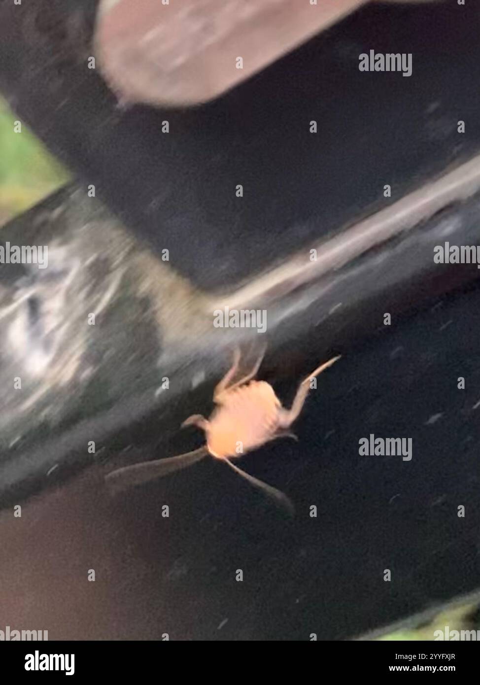 Tawny Cockroach (Ectobius pallidus Stock Photo - Alamy