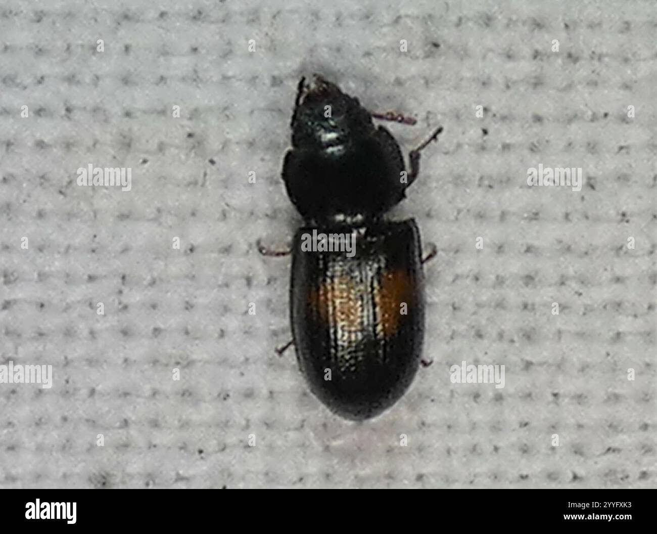 Tenebroides hi-res stock photography and images - Alamy