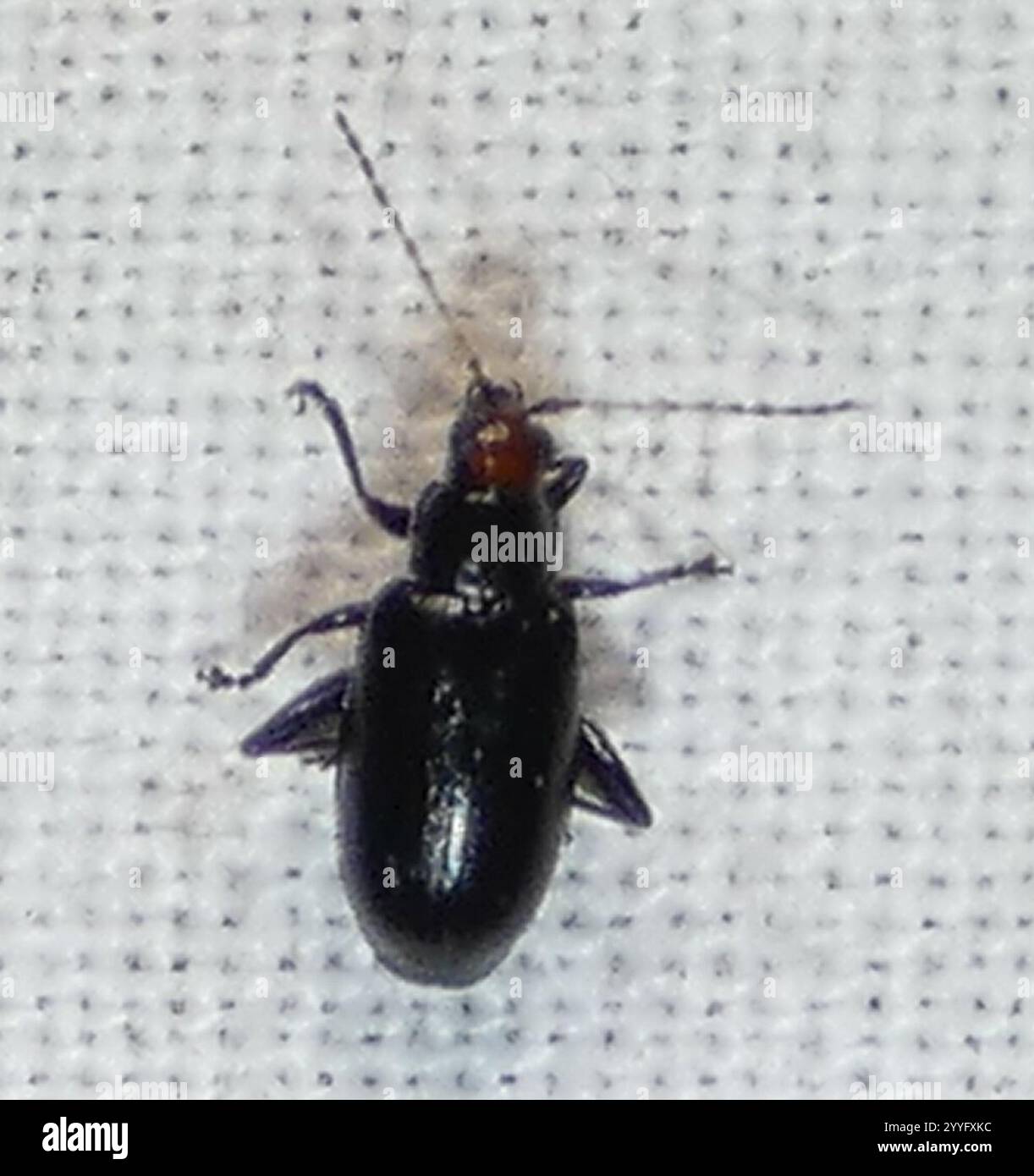 Red-headed flea beetle (Systena frontalis Stock Photo - Alamy