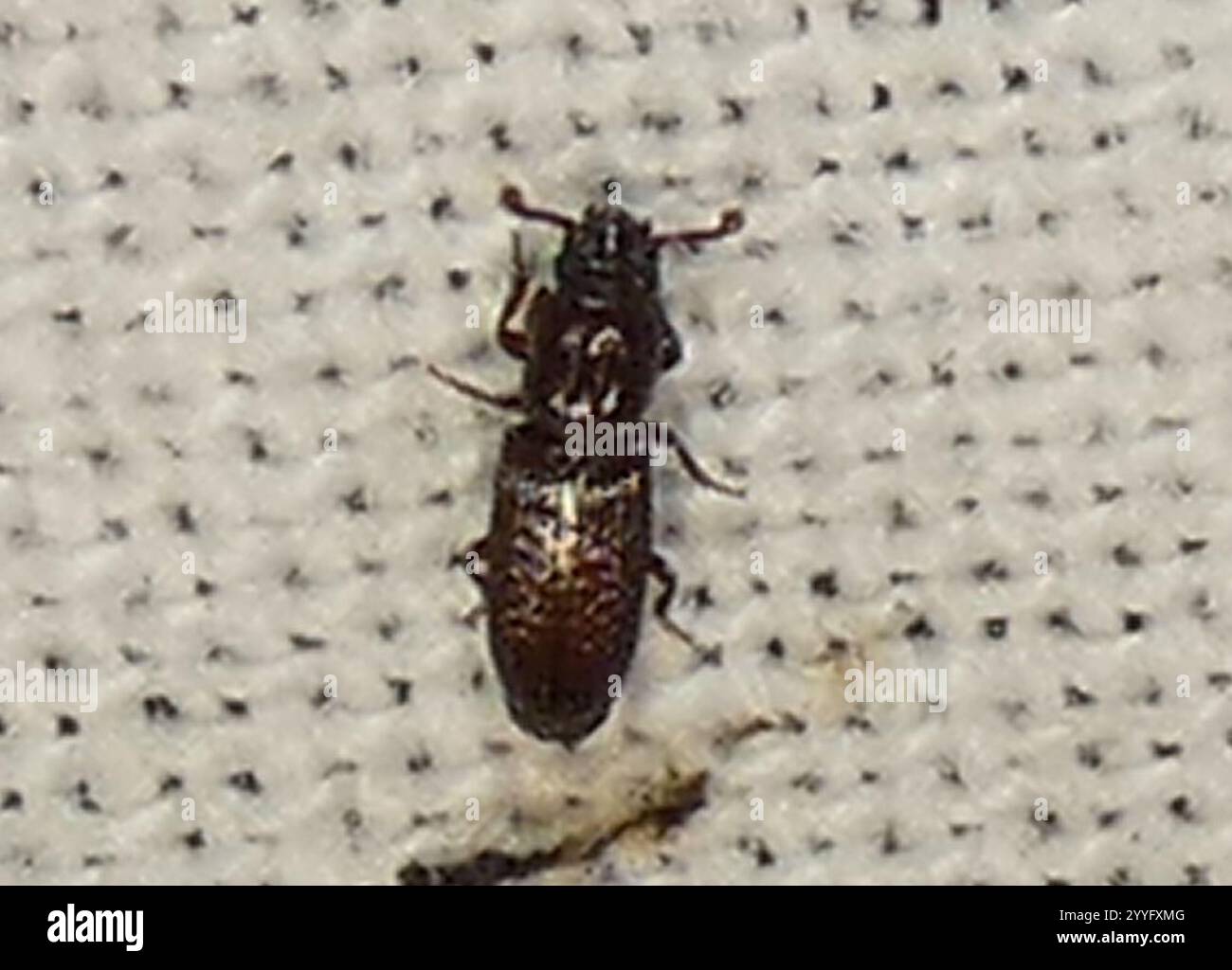Pycnomerus hi-res stock photography and images - Alamy