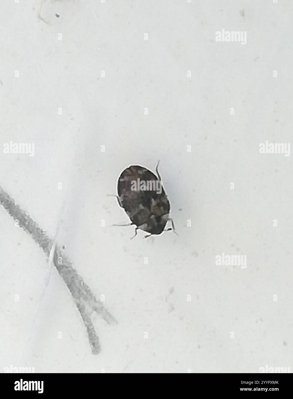 Museum Beetle (Anthrenus museorum Stock Photo - Alamy