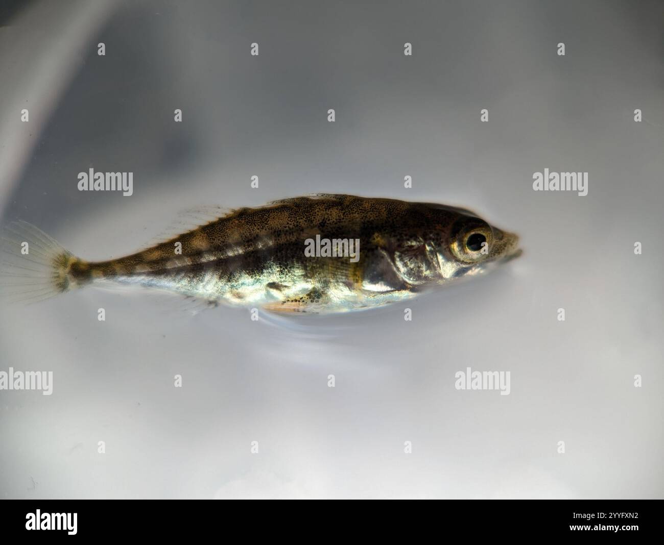 Threespine Stickleback (Gasterosteus aculeatus Stock Photo - Alamy