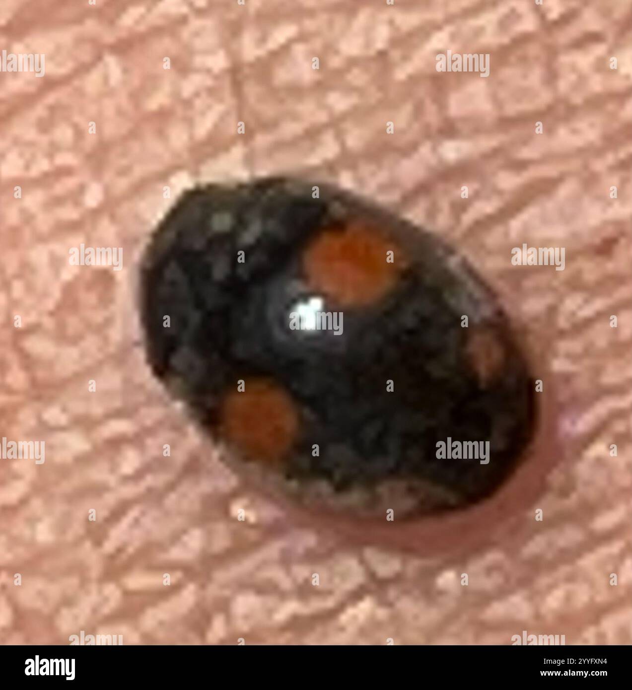Ant-nest Ladybird (Platynaspis luteorubra Stock Photo - Alamy