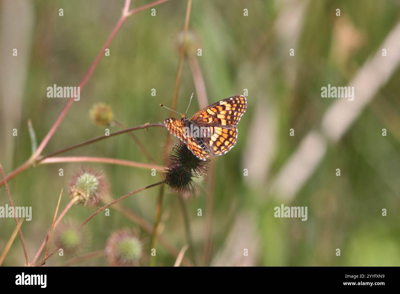 Northern Checkerspot (Chlosyne palla Stock Photo - Alamy