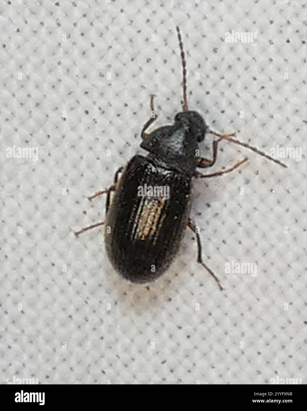 Comb clawed darkling beetles hi-res stock photography and images - Alamy