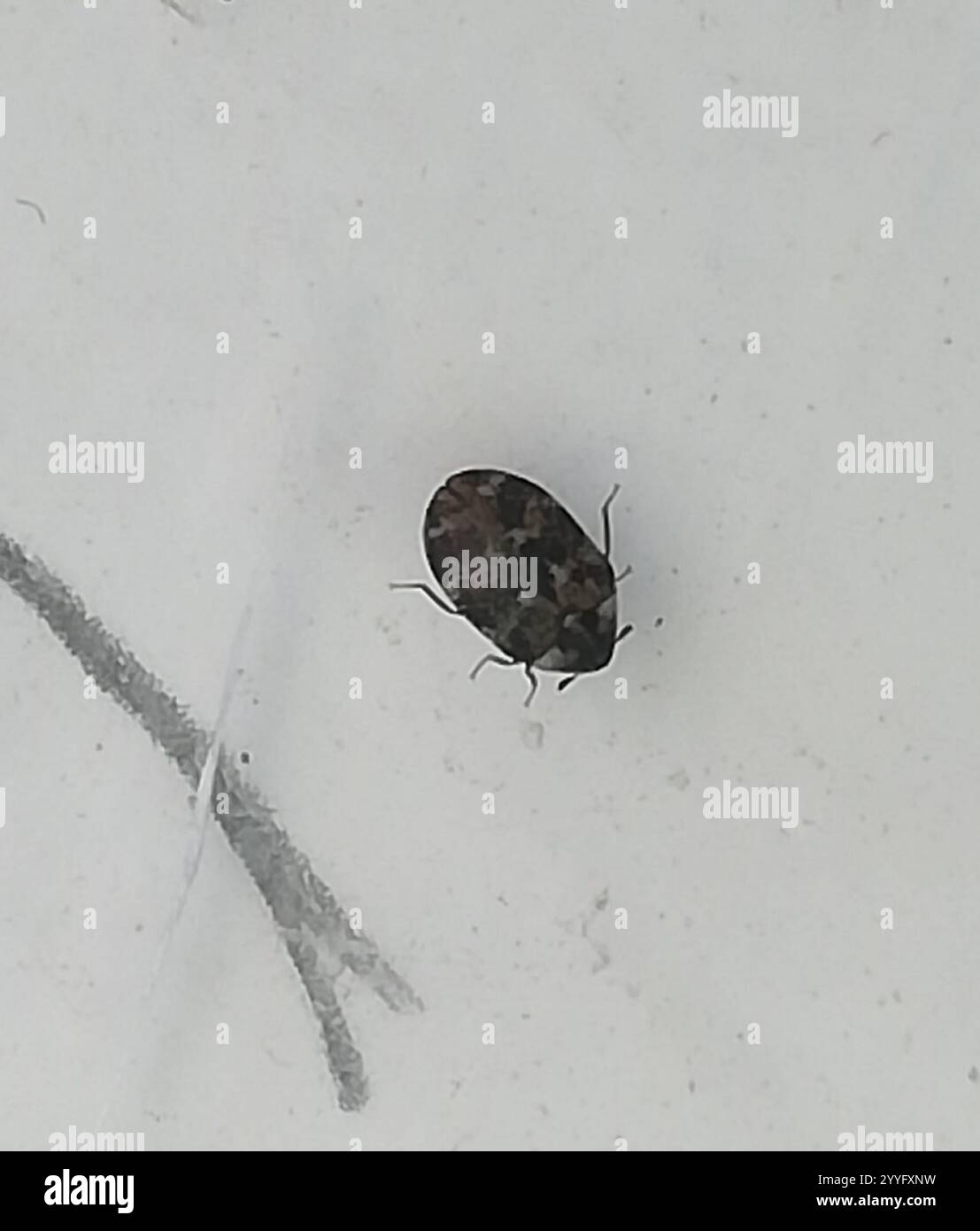 Museum Beetle (Anthrenus museorum Stock Photo - Alamy