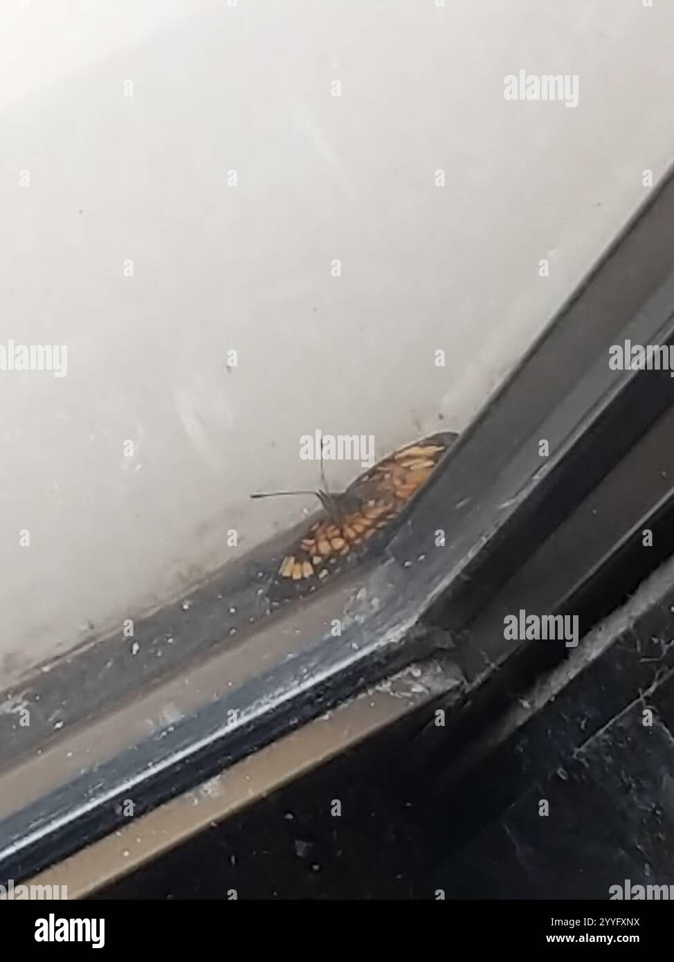 Theona Checkerspot (Chlosyne theona Stock Photo - Alamy