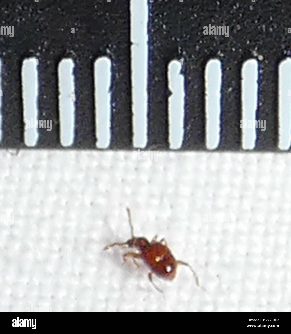 Ant-loving Beetles (Pselaphinae Stock Photo - Alamy