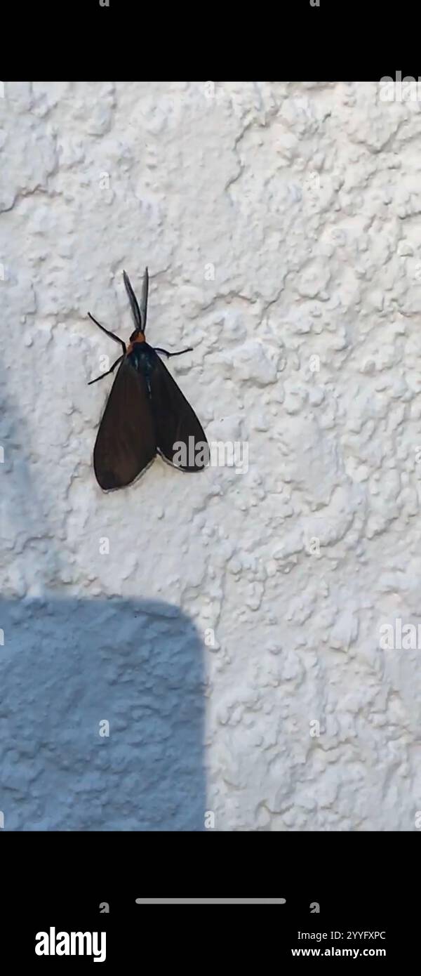 Virginia Ctenucha Moth (Ctenucha virginica Stock Photo - Alamy