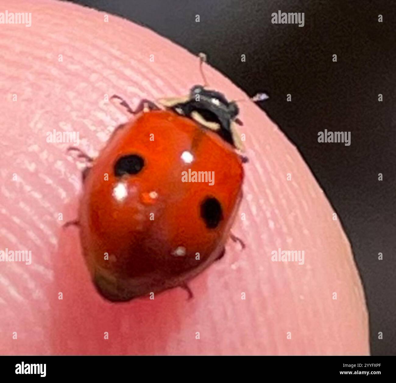 Two-spotted Lady Beetle (Adalia bipunctata Stock Photo - Alamy