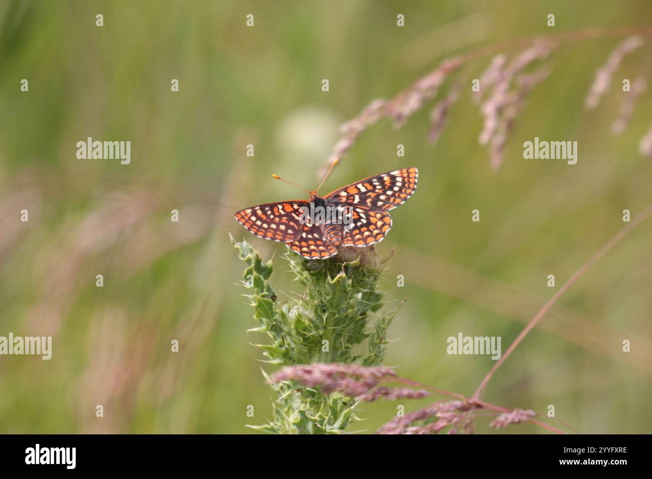 Anicia checkerspot hi-res stock photography and images - Alamy