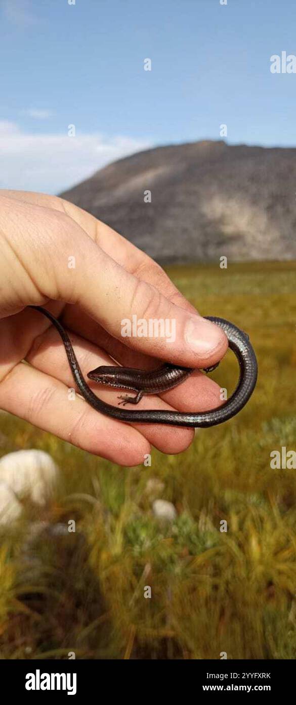 Short-legged Seps (Tetradactylus seps Stock Photo - Alamy