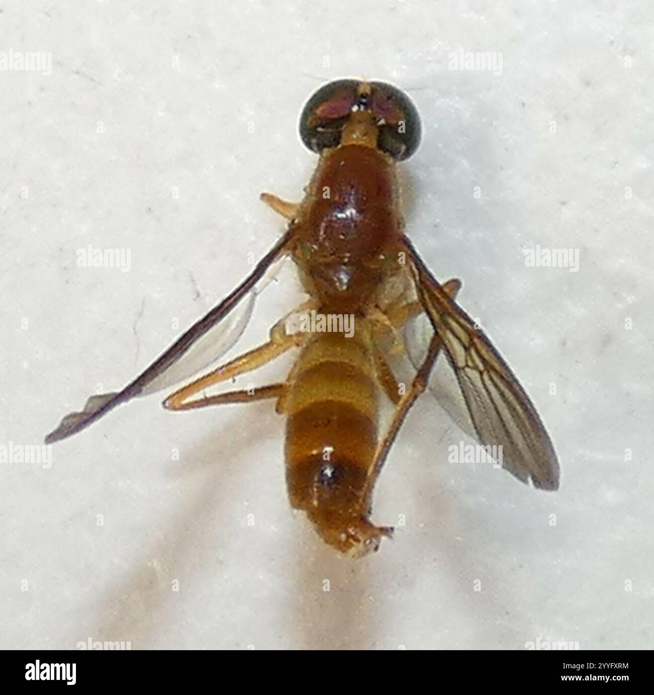 Compost Fly (Ptecticus trivittatus Stock Photo - Alamy