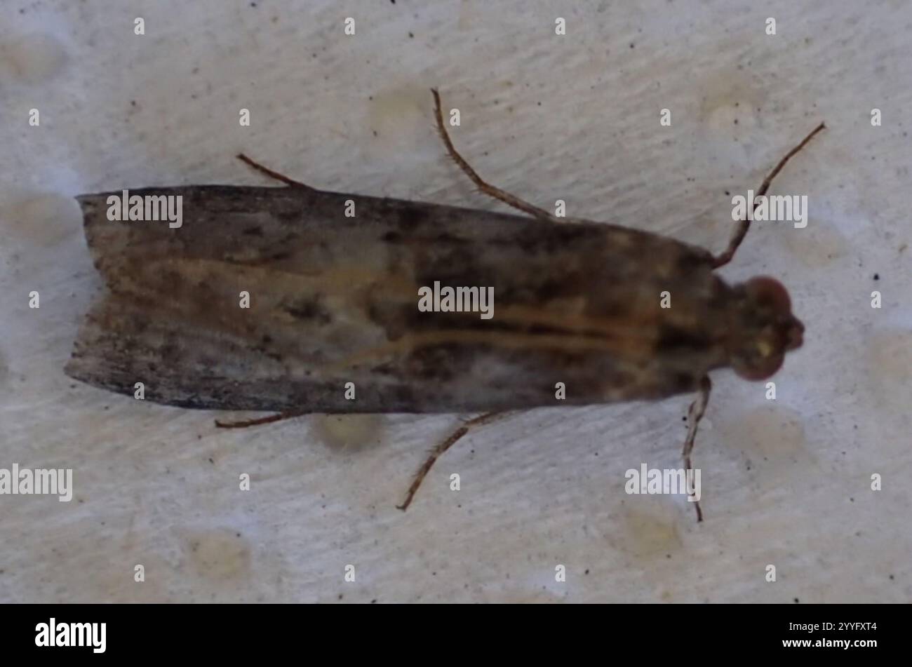 Dotted Oak Knot-horn (Phycita roborella Stock Photo - Alamy