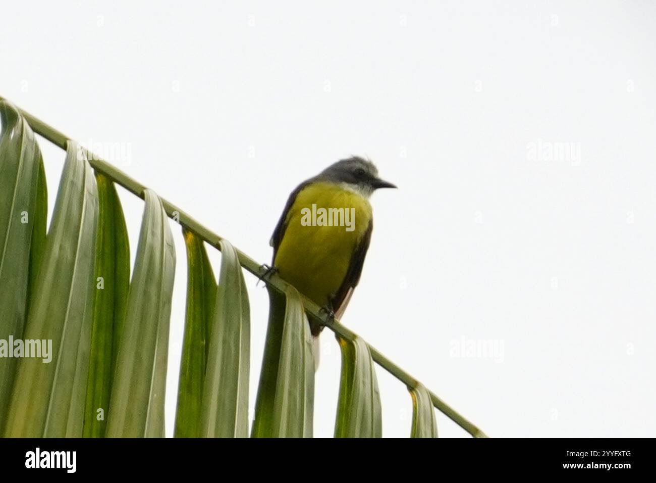 Myiozetetes granadensis hi-res stock photography and images - Alamy