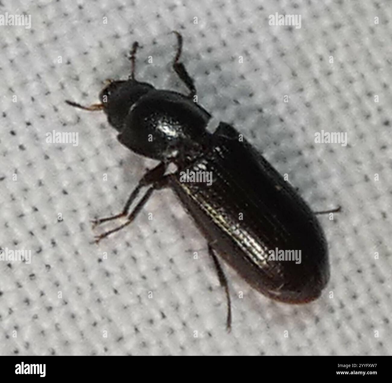 Tenebroides hi-res stock photography and images - Alamy