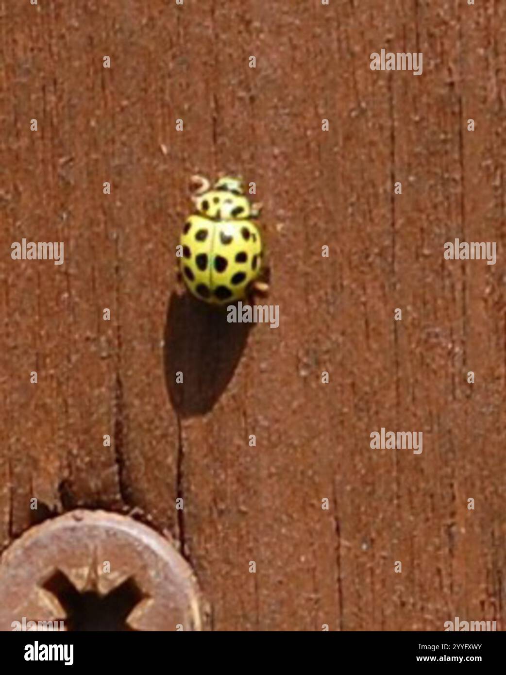 22-spot Ladybird (Psyllobora vigintiduopunctata Stock Photo - Alamy