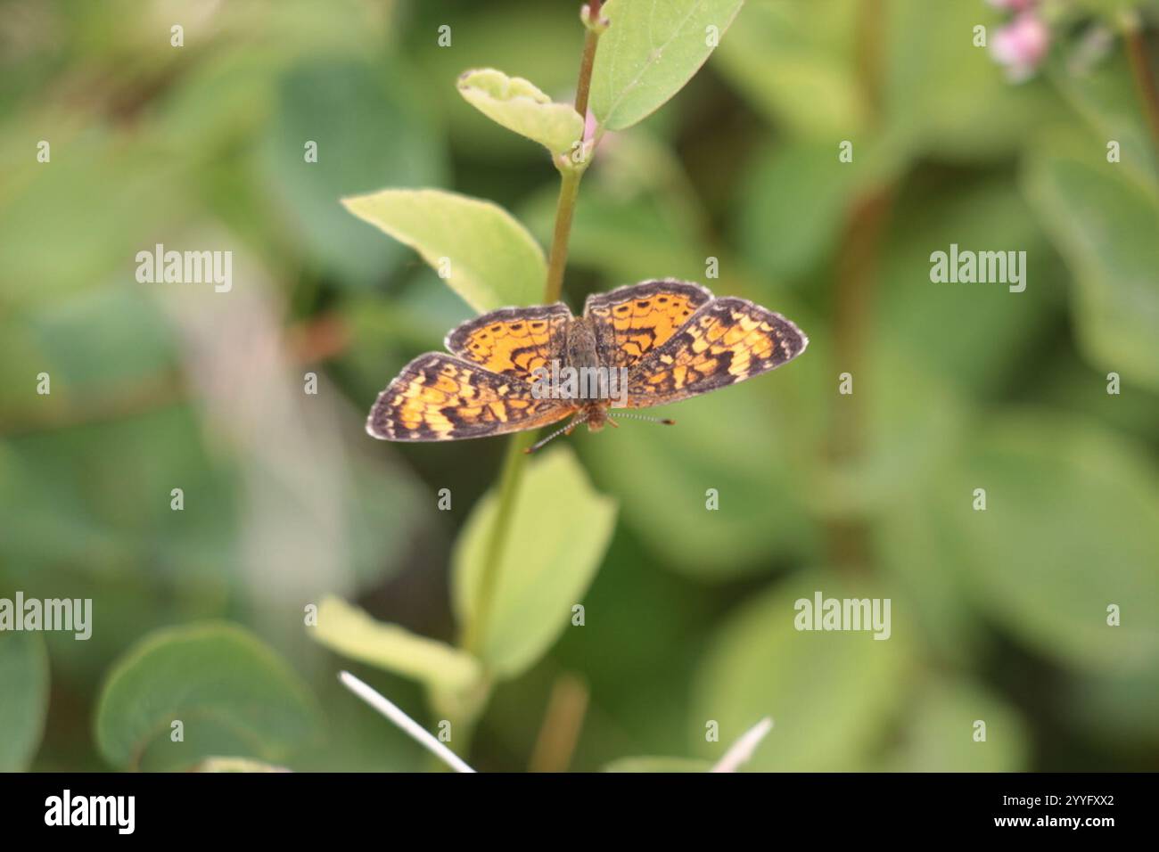 Northern Crescent (Phyciodes cocyta Stock Photo - Alamy