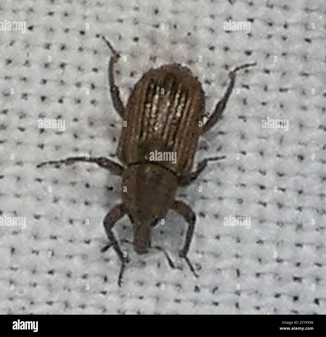 Rice weevils hi-res stock photography and images - Alamy