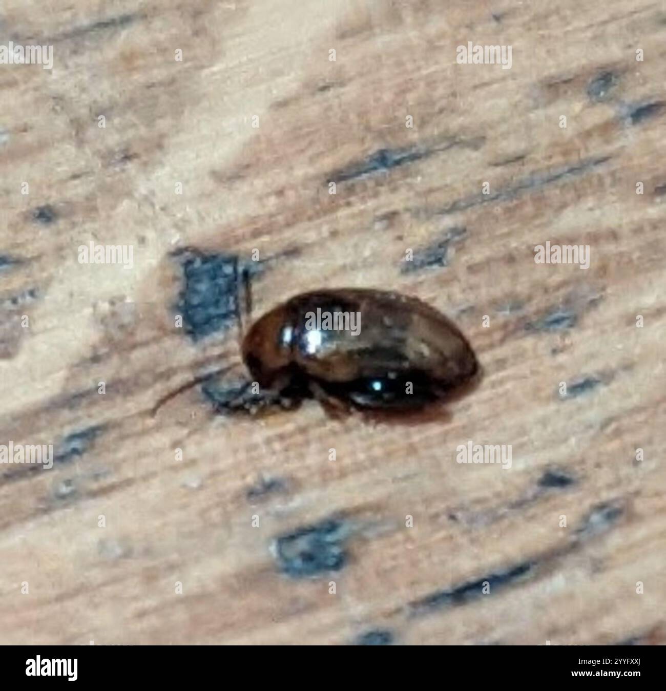 Cucujiform Beetles (Cucujiformia Stock Photo - Alamy