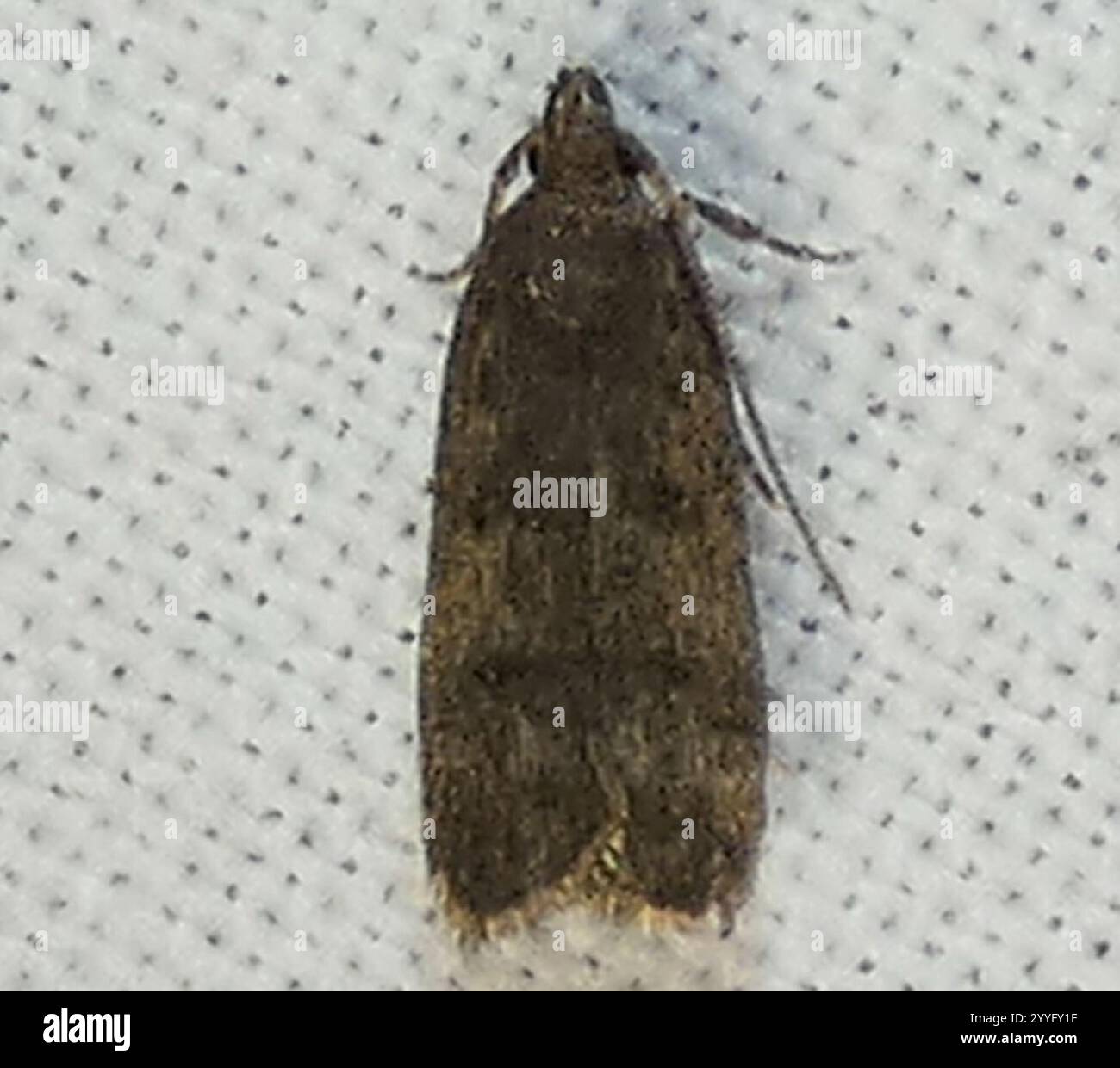 Juniper Tip Moth (Glyphidocera juniperella Stock Photo - Alamy