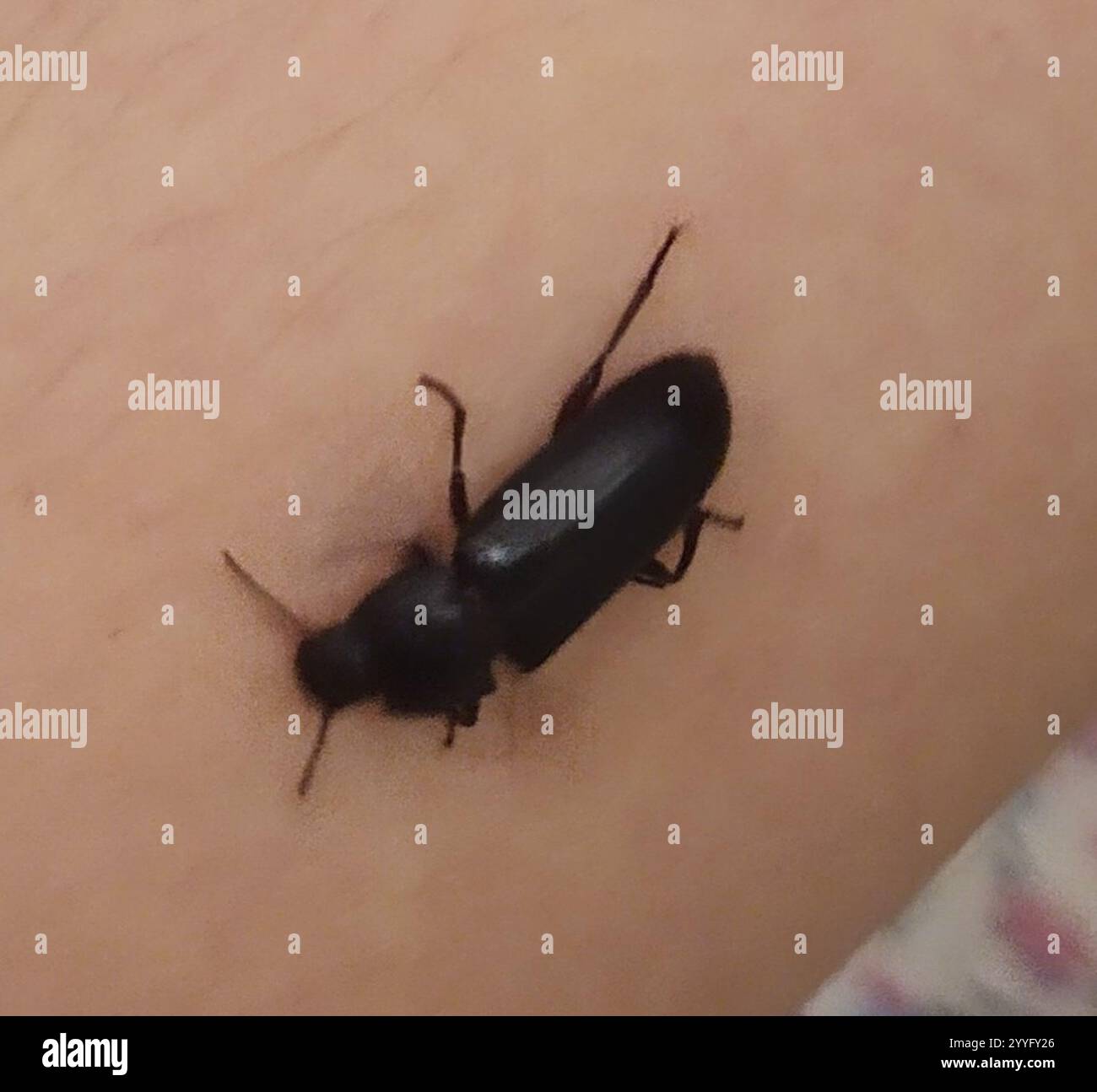 Yellow Mealworm Beetle (Tenebrio molitor Stock Photo - Alamy