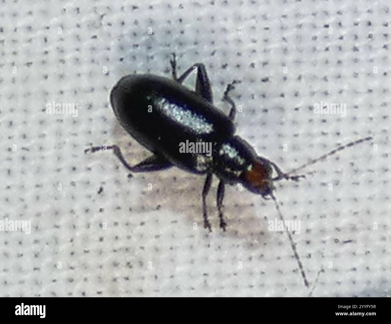 Red-headed flea beetle (Systena frontalis Stock Photo - Alamy