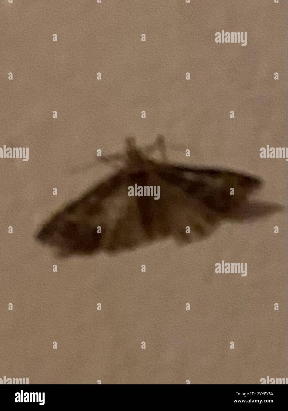 Montana Six-plume Moth (Alucita montana Stock Photo - Alamy