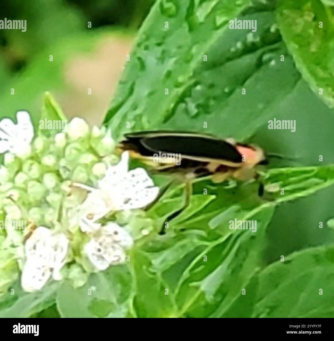 Common Eastern Firefly (Photinus pyralis Stock Photo - Alamy