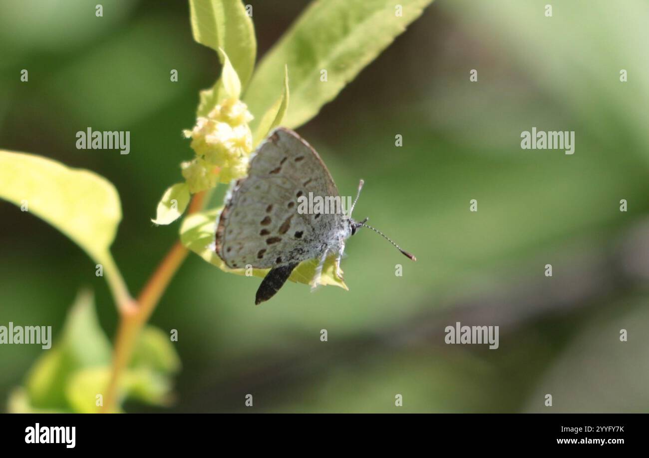 Echo Azure (Celastrina echo Stock Photo - Alamy