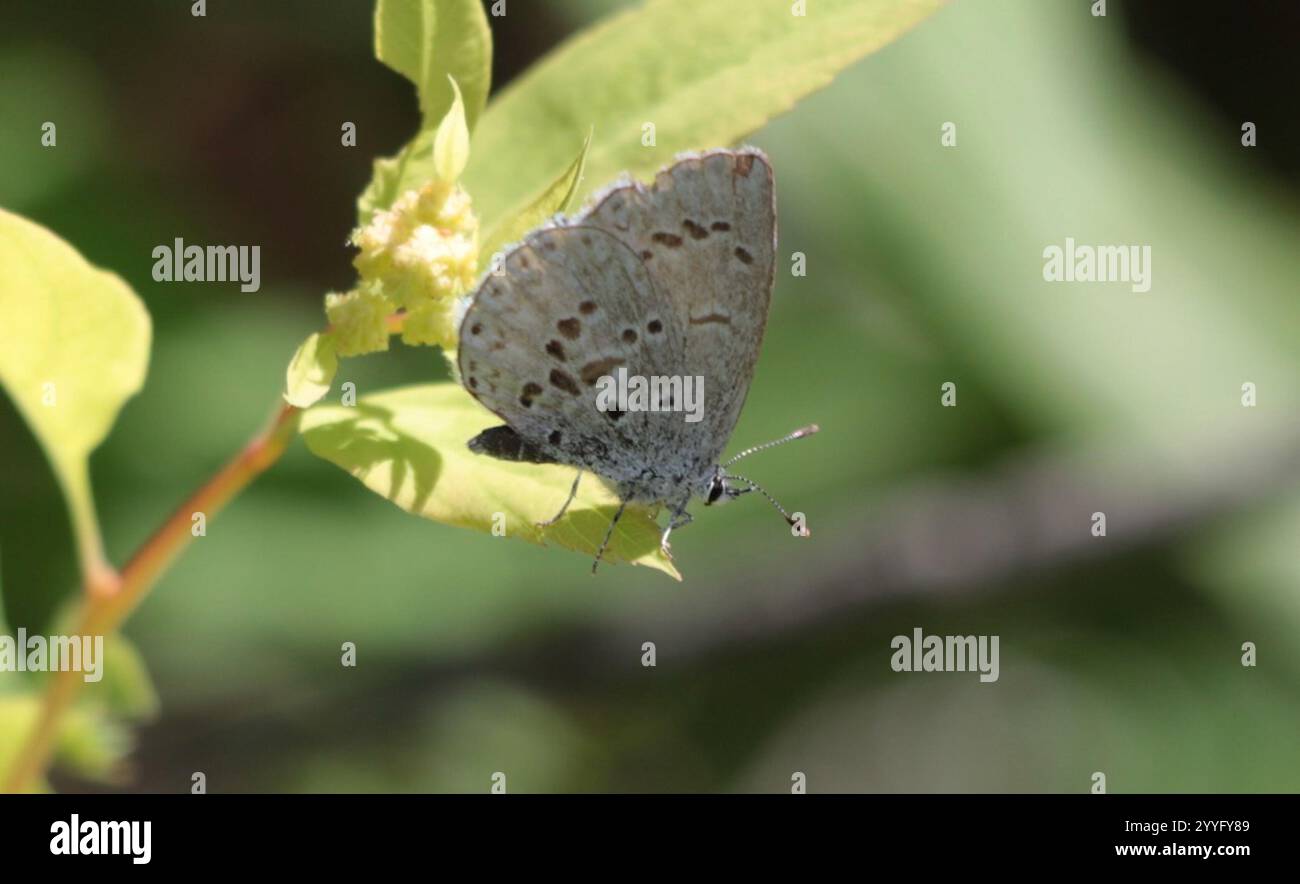Echo Azure (Celastrina echo Stock Photo - Alamy