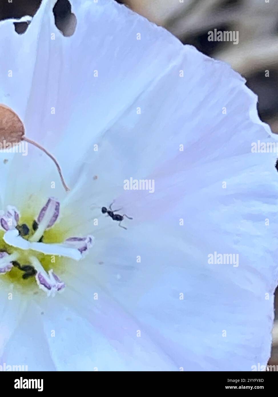 Common Trailing Ant (Monomorium minimum Stock Photo - Alamy