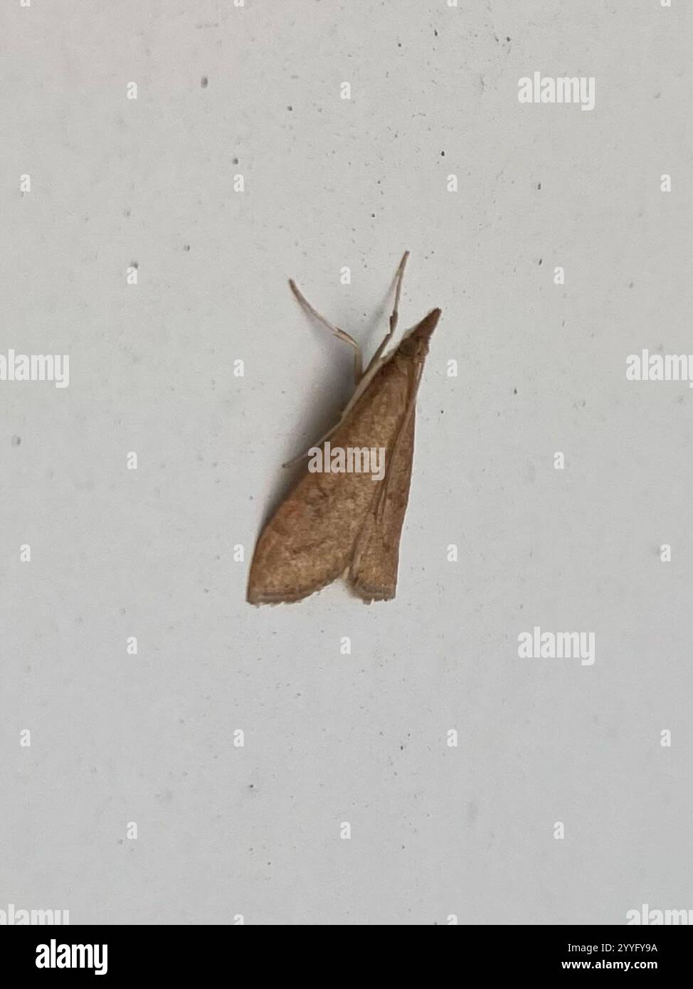 Celery Leaftier Moth (Udea rubigalis Stock Photo - Alamy