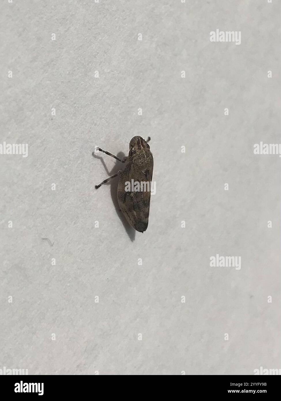 pine spittlebug (Aphrophora cribrata Stock Photo - Alamy