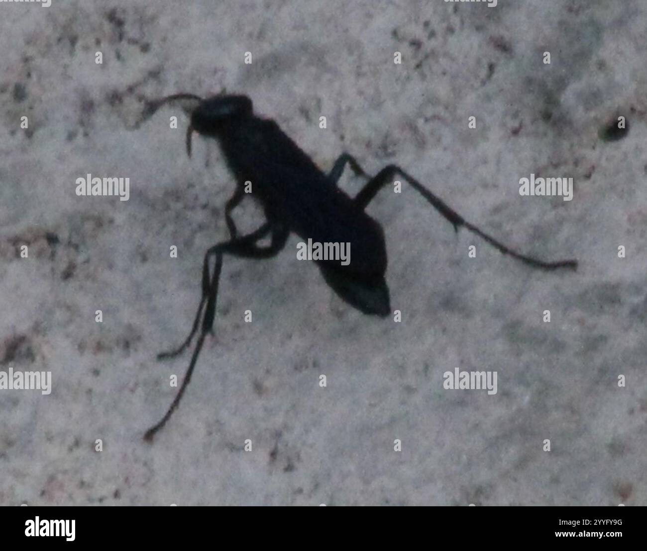 Blue Mud-dauber Wasps (Chalybion Stock Photo - Alamy
