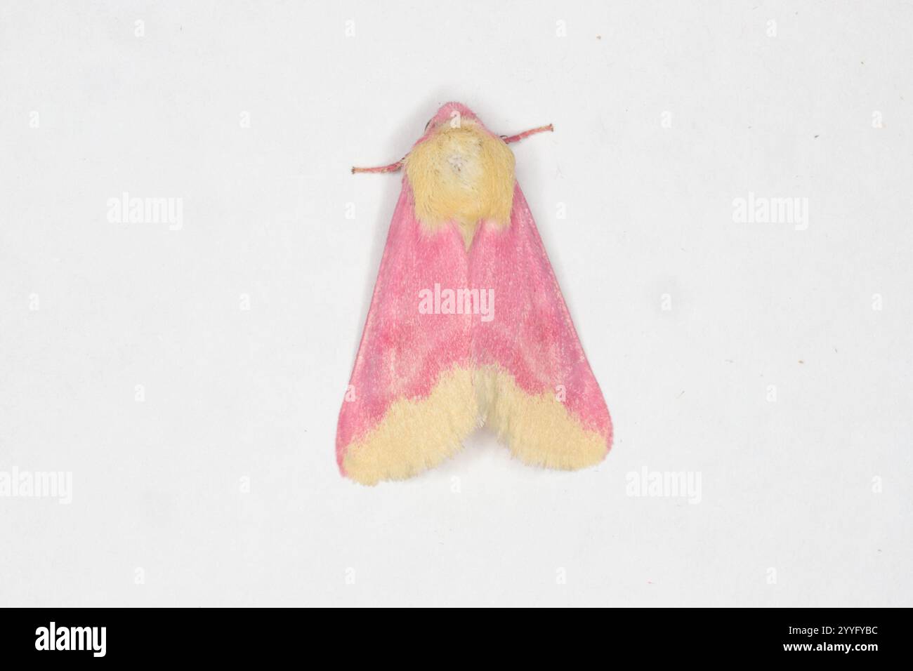 Primrose Moth (Schinia florida Stock Photo - Alamy