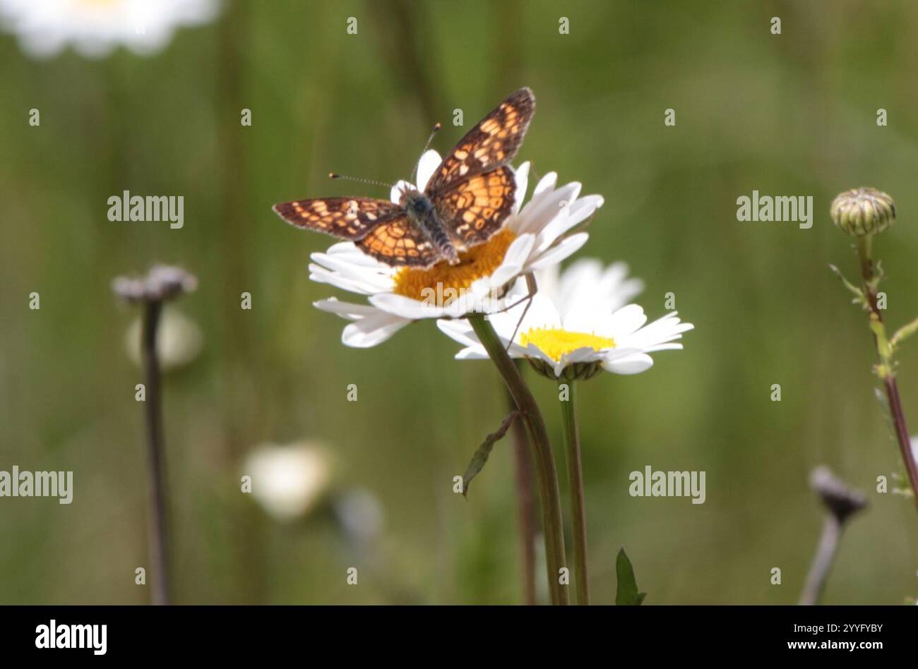 Field Crescent (Phyciodes pulchella Stock Photo - Alamy