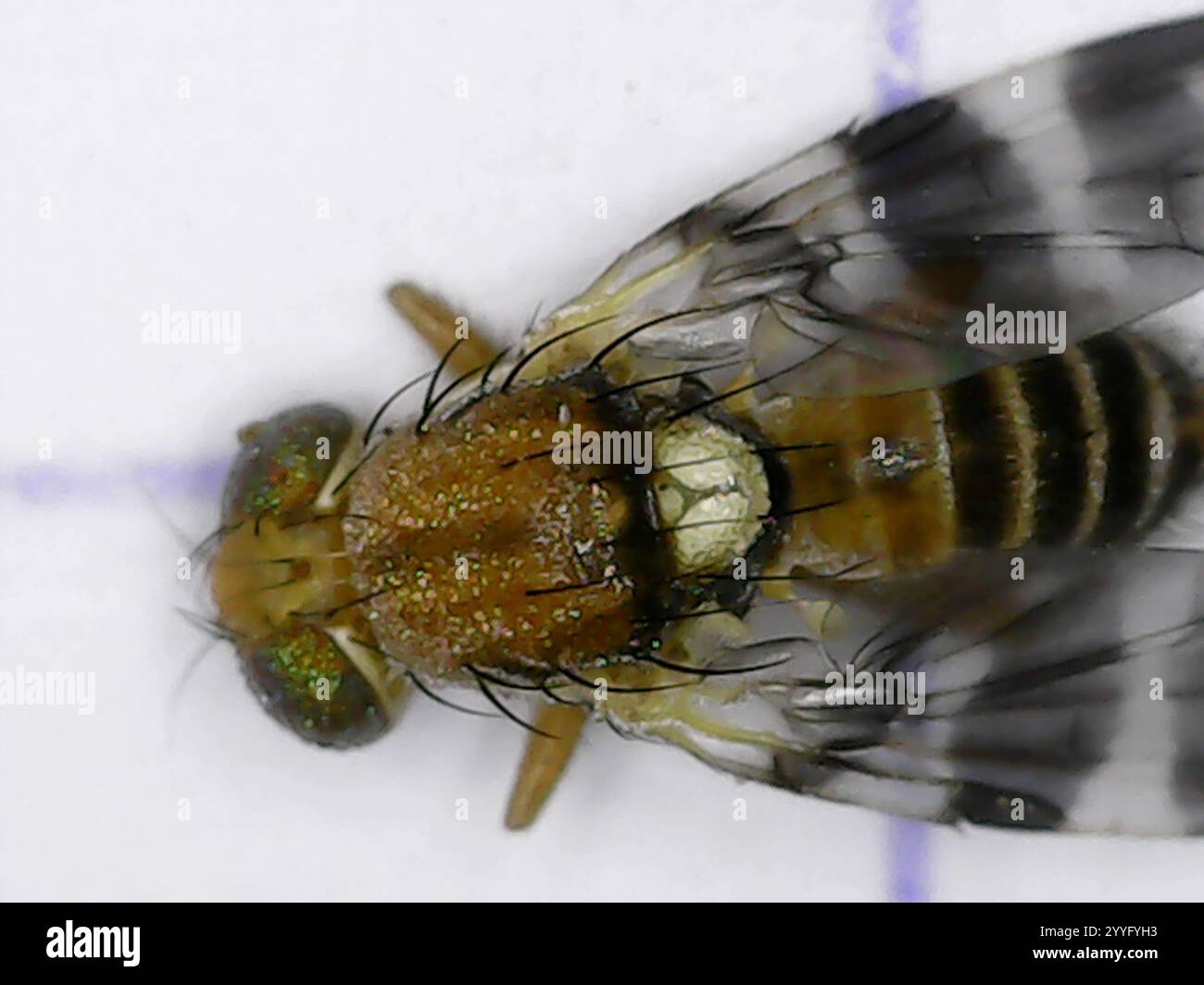 Walnut Husk Fly (Rhagoletis completa Stock Photo - Alamy