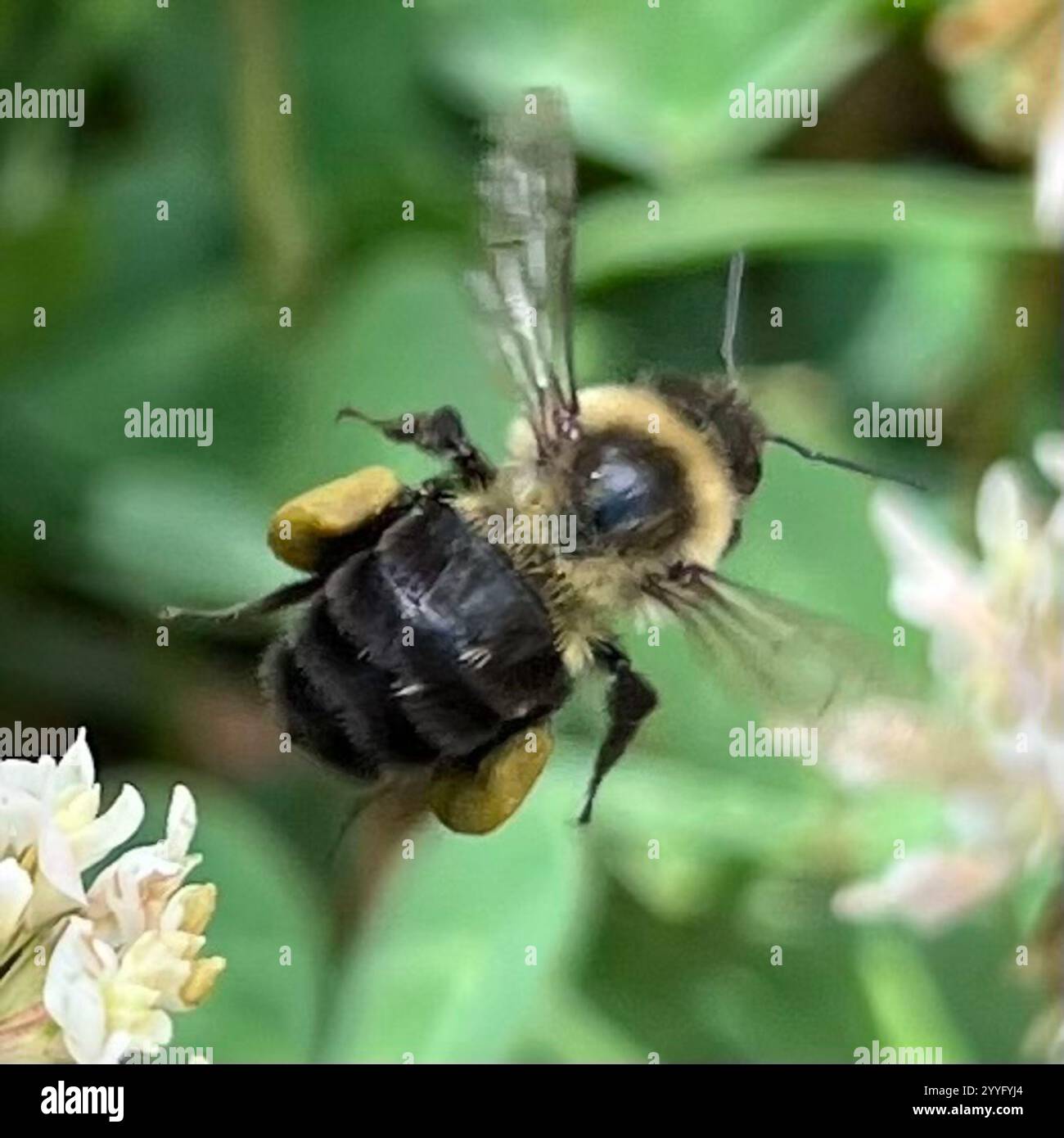 Common Eastern Bumble Bee (Bombus impatiens Stock Photo - Alamy