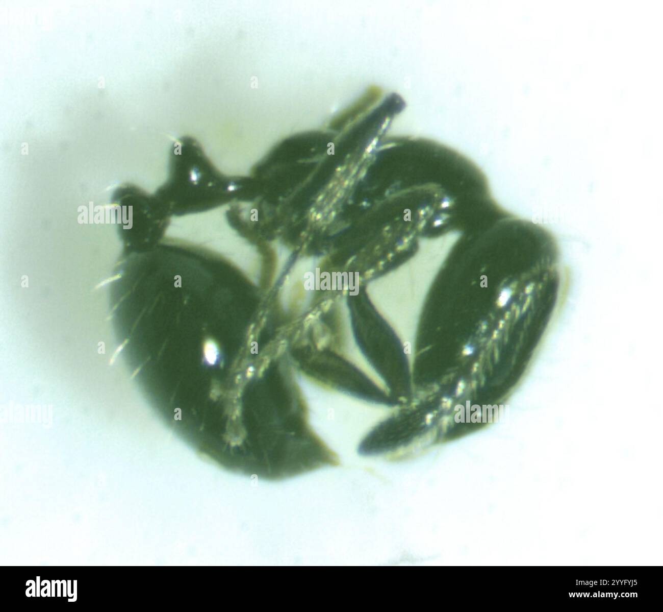 Common Trailing Ant (Monomorium minimum Stock Photo - Alamy