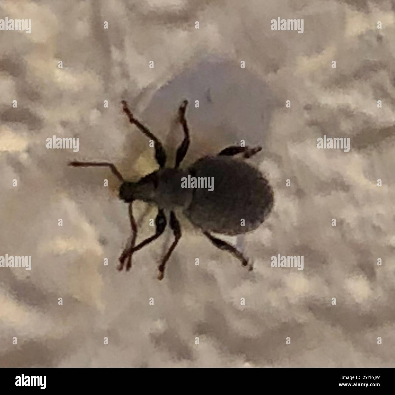 Rough strawberry root weevil (Otiorhynchus rugosostriatus Stock Photo ...