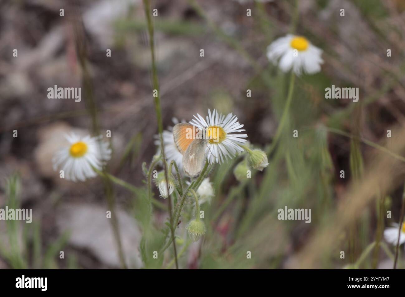 Common Ringlet (Coenonympha california Stock Photo - Alamy