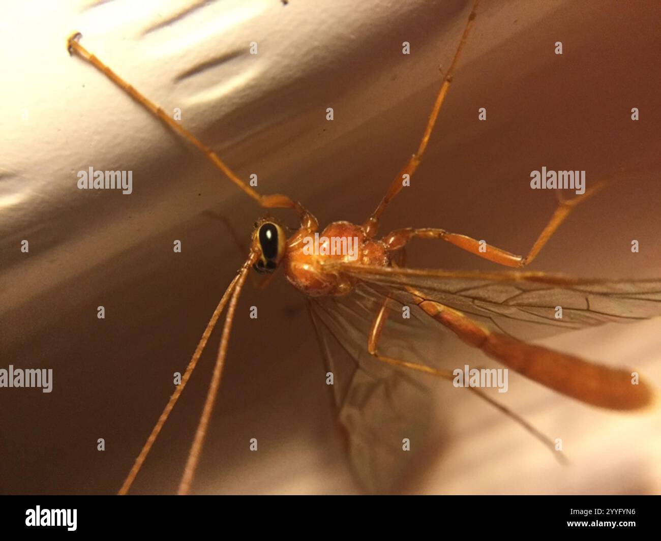 Short-tailed Ichneumonid Wasps (Ophioninae Stock Photo - Alamy