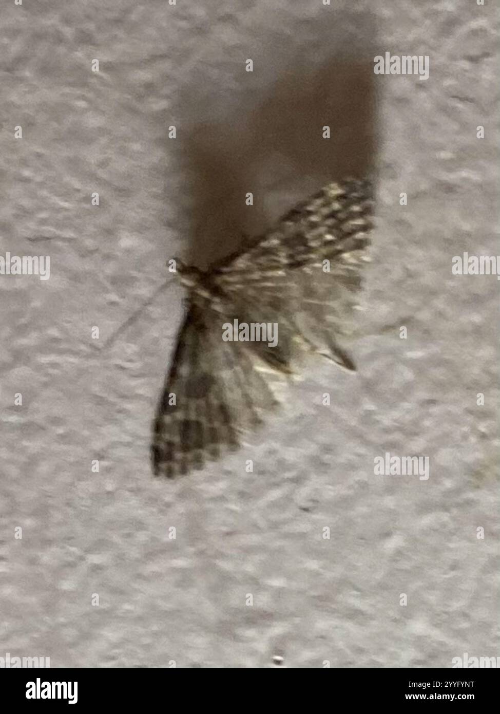 Montana Six-plume Moth (Alucita montana Stock Photo - Alamy