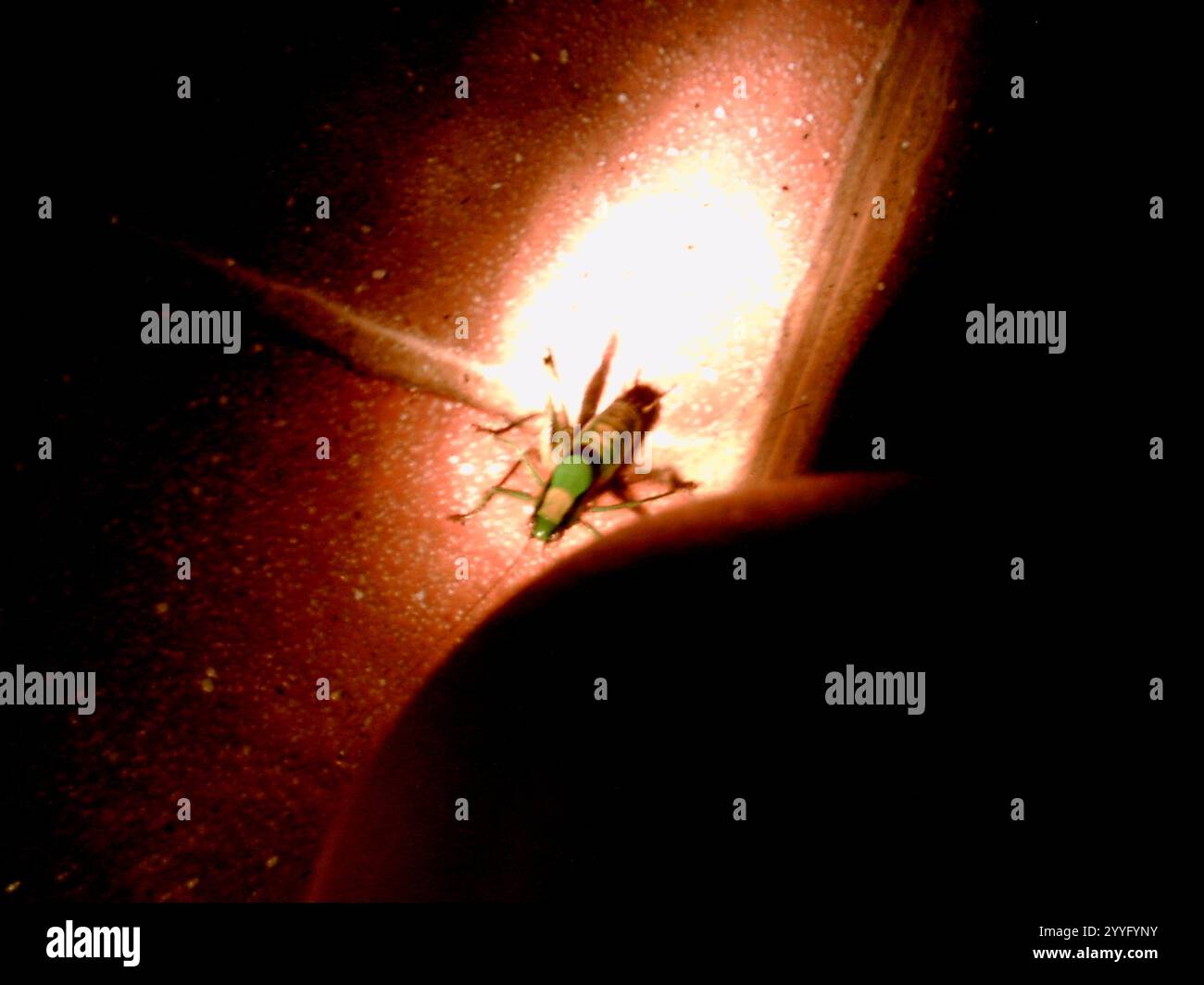 Eupholidoptera schmidti hi-res stock photography and images - Alamy