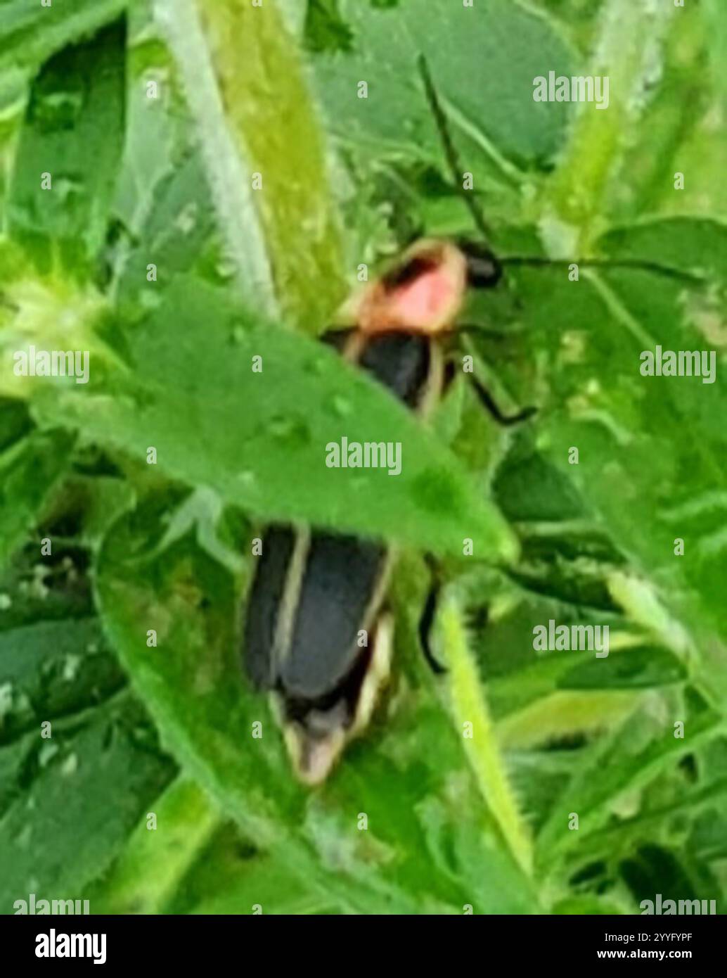 Common Eastern Firefly (Photinus pyralis Stock Photo - Alamy