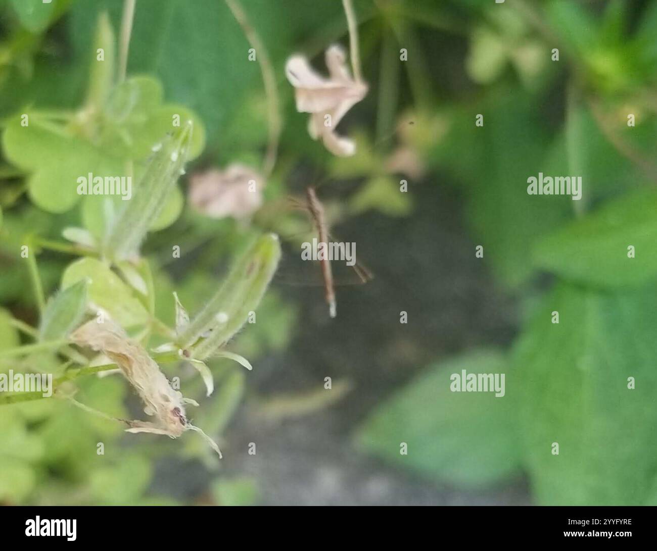 Stilt Bugs (Berytidae Stock Photo - Alamy
