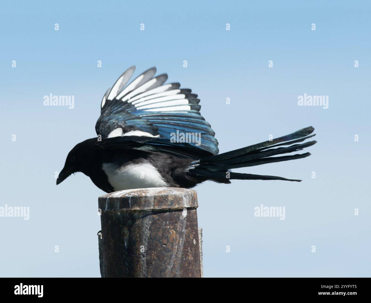 Black-billed Magpie (Pica hudsonia Stock Photo - Alamy