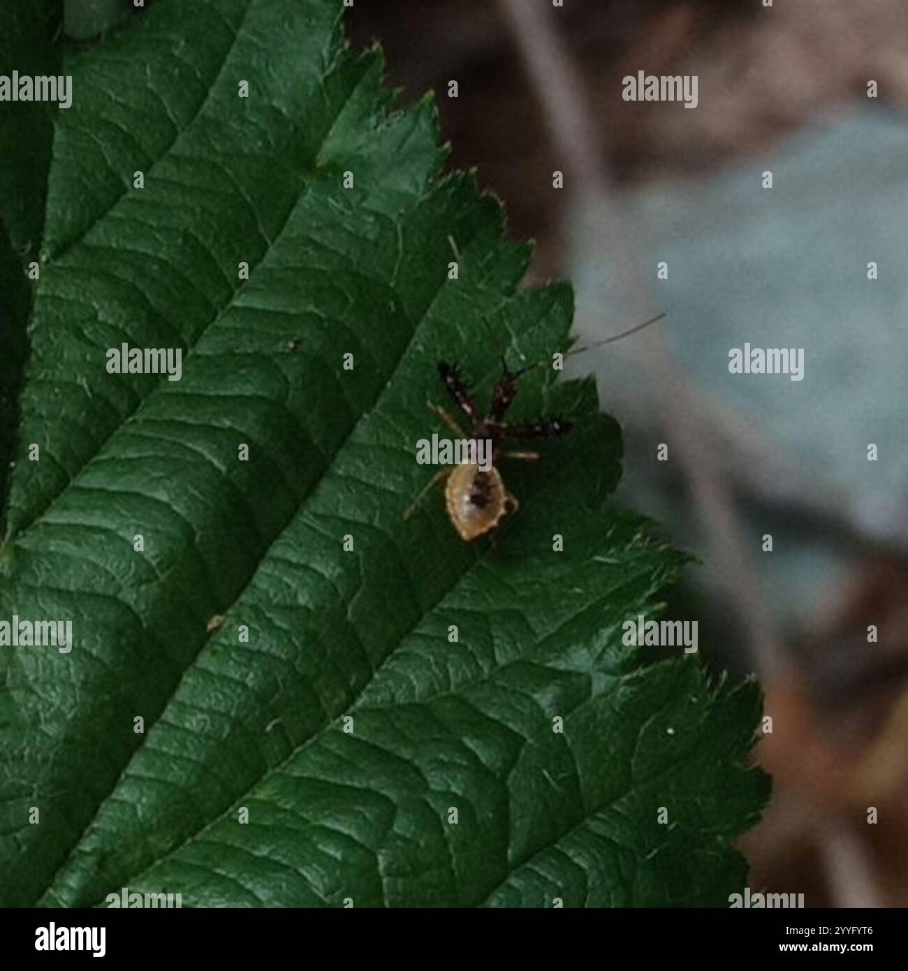 Spiny assassin bug hi-res stock photography and images - Alamy